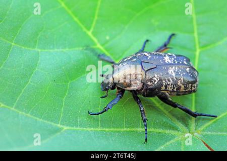Flower turtles on green leaves Stock Photo - Alamy