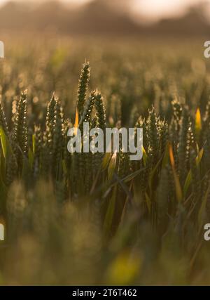 Golden wheat field in backlight Stock Photo - Alamy