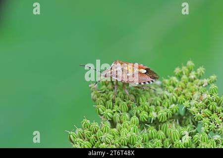 stink bug inhabit plants in North China Stock Photo - Alamy