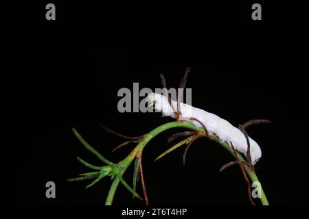 Insects parasitized by Beauveria bassiana Stock Photo - Alamy