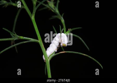 Insects parasitized by Beauveria bassiana Stock Photo - Alamy