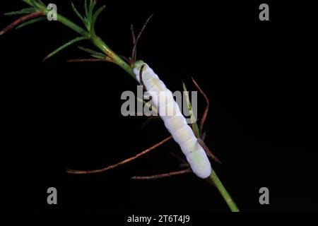 Insects parasitized by Beauveria bassiana Stock Photo - Alamy