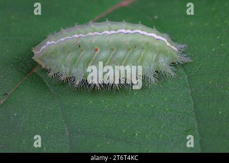 Echinococcus compressa Larva Stock Photo - Alamy