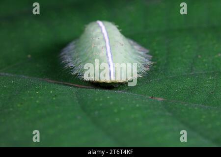 Echinococcus compressa Larva Stock Photo - Alamy