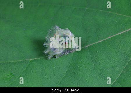 Echinococcus compressa Larva Stock Photo - Alamy