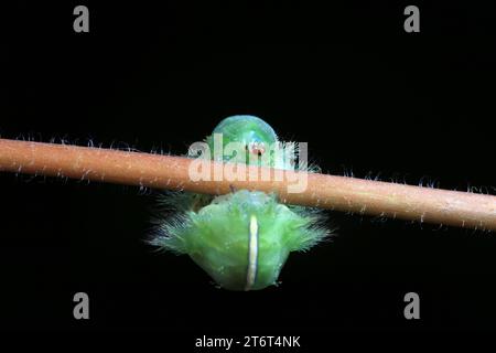 Echinococcus compressa Larva Stock Photo - Alamy