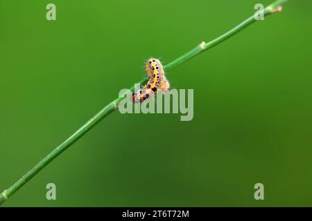 A Lepidoptera larva in nature, North China Stock Photo - Alamy
