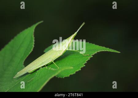 Atractomorpha sinensis lives on weeds in the North China Plain Stock ...