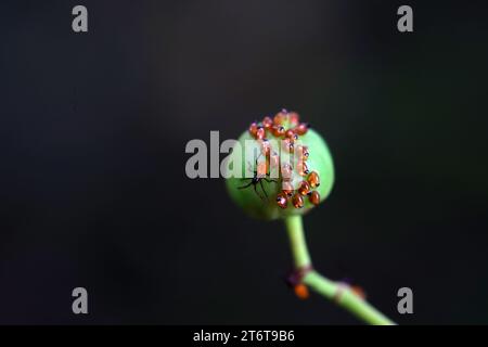 Stink bug nymphs on wild plants, North China Stock Photo - Alamy