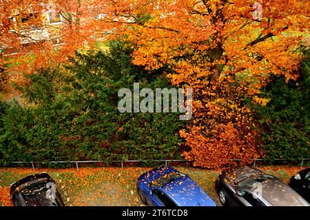 Copenhagen, Denmark /12 November 2023/Fall clolour leave and tree in ...