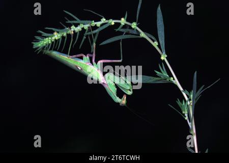 Mantis lives on weeds in the North China Plain Stock Photo - Alamy