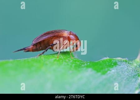 Coleoptera flower fleas crawling on weeds Stock Photo - Alamy