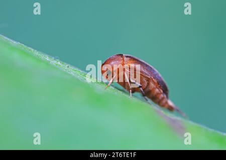 Coleoptera flower fleas crawling on weeds Stock Photo - Alamy