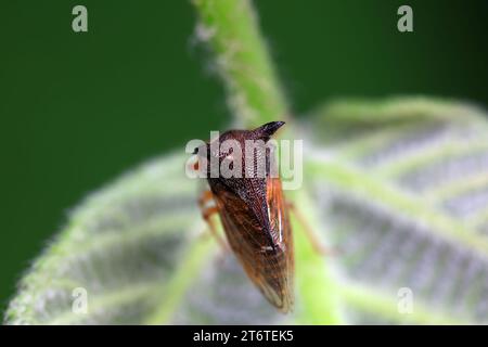 Horned cicadas on wild plants, North China Stock Photo - Alamy