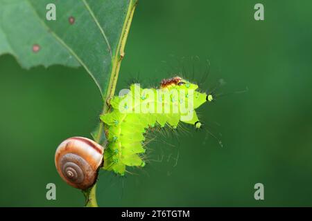 The larvae of the green tailed silkworm moth are on the green leaves ...