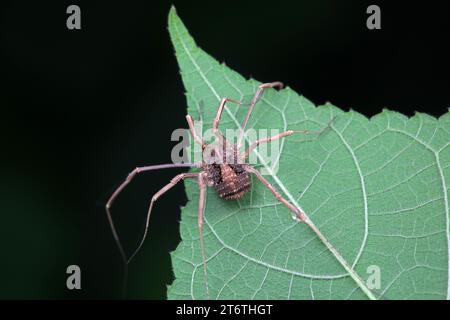 Blind spiders on wild plants, North China Stock Photo - Alamy