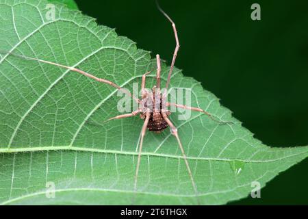 Blind spiders on wild plants, North China Stock Photo - Alamy