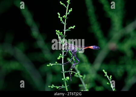 Mud bees on wild plants, North China Stock Photo - Alamy
