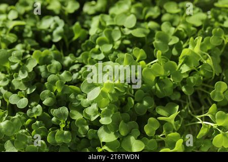 Growing microgreen. Many fresh daikon radish sprouts as background, top ...