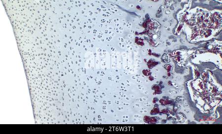 Histological structure of hyaline cartilage Stock Photo - Alamy