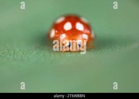 Ladybugs inhabit wild plants in North China Stock Photo - Alamy