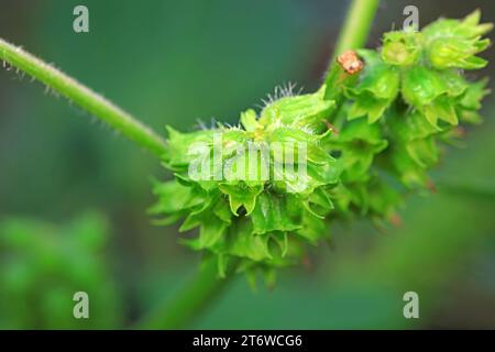 The fruit of Perilla frutescens is in the wild, North China Stock Photo ...