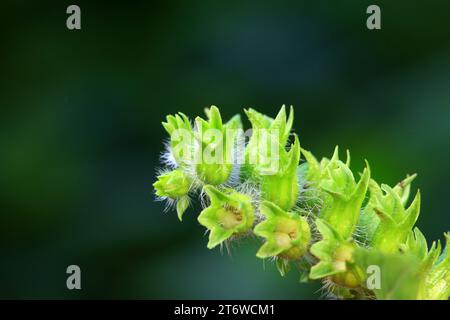 The fruit of Perilla frutescens is in the wild, North China Stock Photo ...