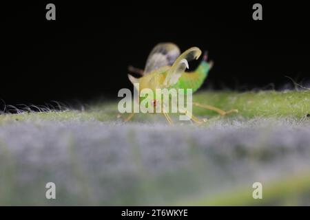 Horned cicada in eclosion, North China Stock Photo - Alamy