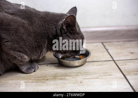 American Burmese cat eats dry food in the kitchen. pet care Stock Photo ...