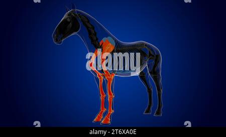Forelimb bones of bone horse skeleton anatomy for medical concept 3D ...