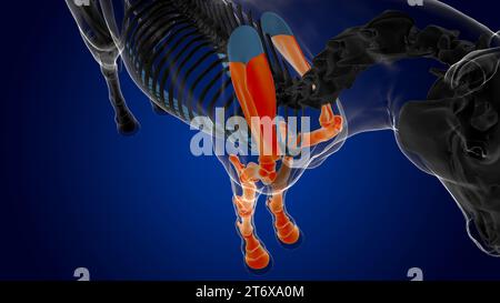 Forelimb bones of bone horse skeleton anatomy for medical concept 3D ...