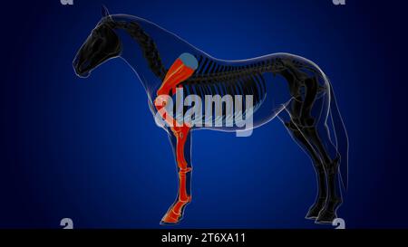 Forelimb bones of bone horse skeleton anatomy for medical concept 3D ...