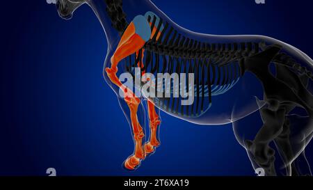 Forelimb bones of bone horse skeleton anatomy for medical concept 3D ...