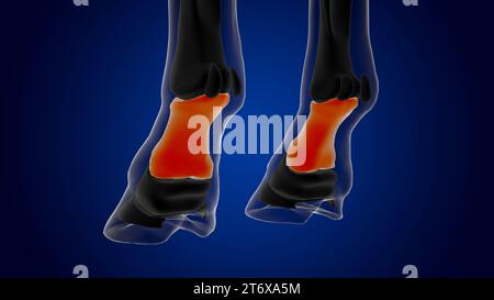 Long pastern bone horse skeleton anatomy for medical concept 3D ...