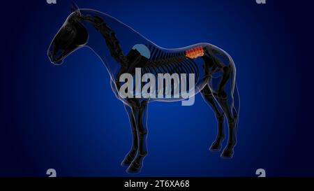 lumbar vertebrae horse skeleton anatomy for medical concept 3D ...
