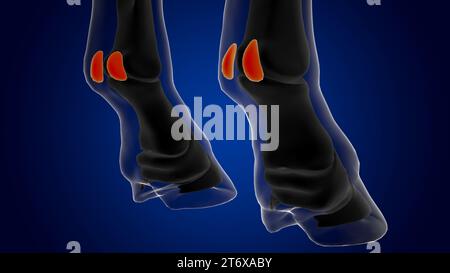 proximal sesamoid bone horse skeleton anatomy for medical concept 3D ...