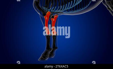 radius ulna bone horse skeleton anatomy for medical concept 3D ...