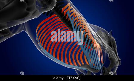 rib cage bones horse skeleton anatomy for medical concept 3D rendering ...