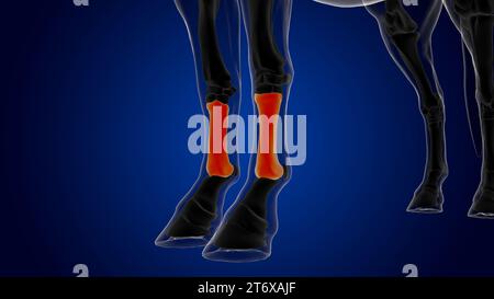 cannon bone horse skeleton anatomy for medical concept 3D rendering ...