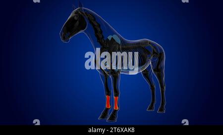 cannon bone horse skeleton anatomy for medical concept 3D rendering ...