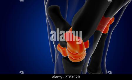 Tarsals bones horse skeleton anatomy for medical concept 3D Rendering ...