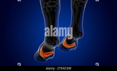 Short pastern bone horse skeleton anatomy for medical concept 3D ...