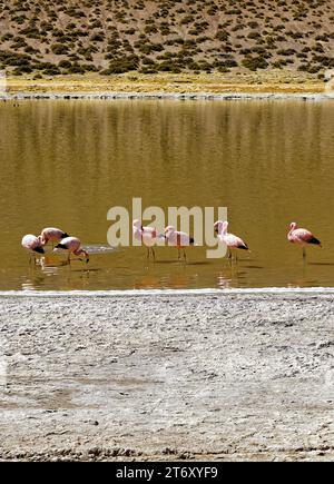 Flamingo, typical bird of the Atacama Desert - San Pedro de Atacama ...