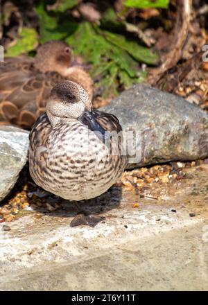 Description: The Marbled Teal is a small, diving duck native to the ...