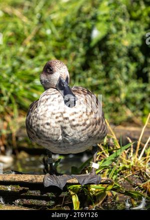 Description: The Marbled Teal is a small, diving duck native to the ...