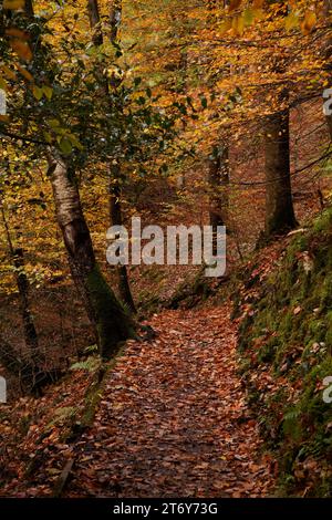 Autumn woodland at Penny Rock Wood, Grasmere, with a tree-lined path ...