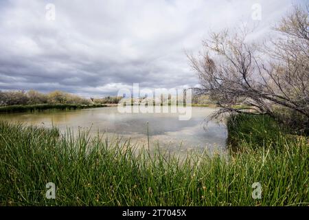 Quitobaquito Spring, a large water oasis north of international border ...