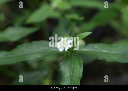A tiny white False daisy flower (Eclipta prostrata) blooms in a lawn ...