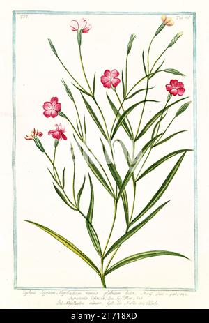 Rose of heaven, Silene coeli-rosa. Smooth-leaved cockle or rose campion ...
