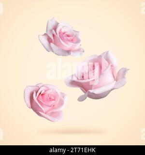 Beautiful pink roses falling on dusty beige background Stock Photo - Alamy